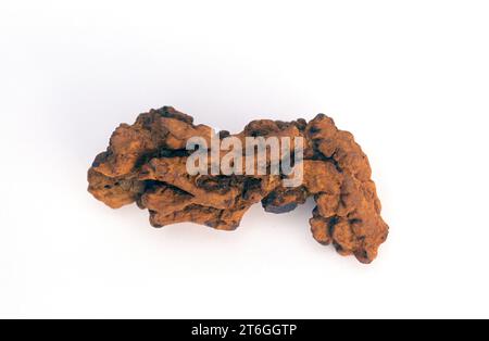Coprolite or coprolith. Fossilized turtle feces. Sample Stock Photo - Alamy