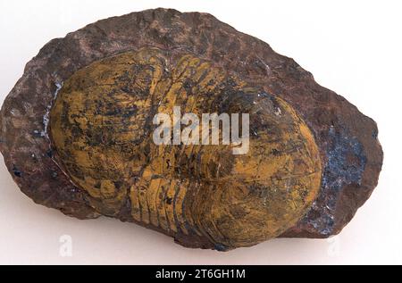 Fossil trilobites (Paradoxides sp.) from Cambrian period. This photo ...