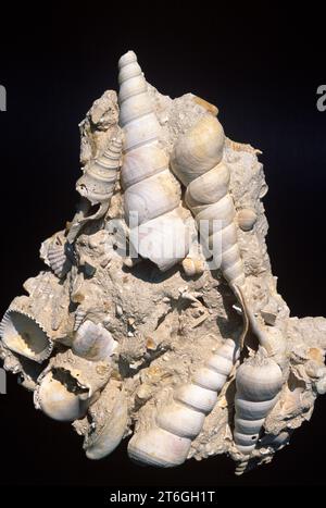 Fossils mollusca of the genus Turritella (Gastropoda) and Glycymeris ...
