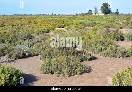 Sosa alacranera (Sarcocornia fruticosa, Arthrocnemum fruticosum or ...