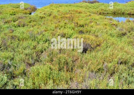 Sosa alacranera (Sarcocornia fruticosa, Arthrocnemum fruticosum or ...