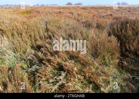 Sosa alacranera (Sarcocornia fruticosa, Arthrocnemum fruticosum or ...