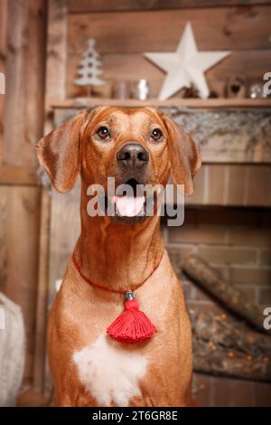 Rhodesian Ridgeback dog, holiday, New Year, interior, christmas Stock ...