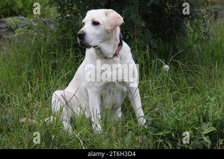 Portraite of cute old labrador retriever dog outdoor. Dog in summer ...