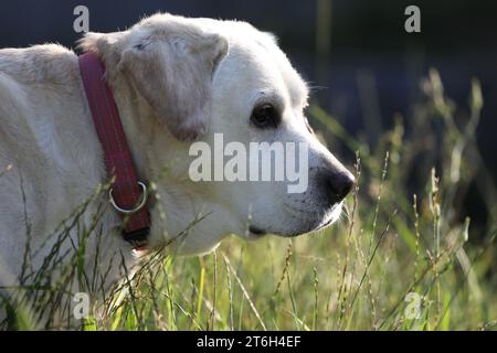 Portraite of cute old labrador retriever dog outdoor. Dog in summer ...
