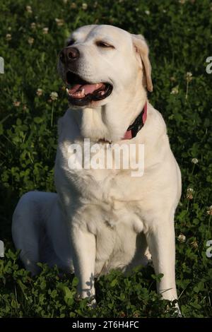 Portraite of cute old labrador retriever dog outdoor. Dog in summer ...