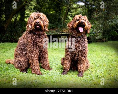 Australian Labradoodles (ALD Stock Photo - Alamy
