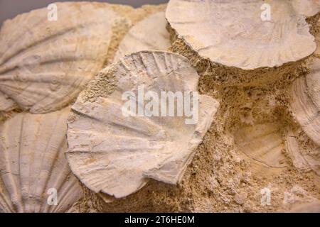 Group of the fossilized shells in the rock Stock Photo - Alamy