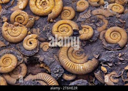 Group of the fossilized ammonites in the rock Stock Photo - Alamy