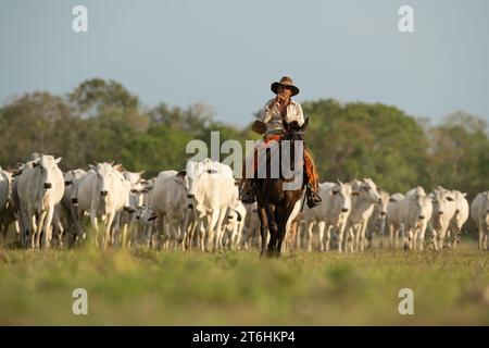 A Pantaneiro cowboy leading a cattle drive through the Pantanal of ...