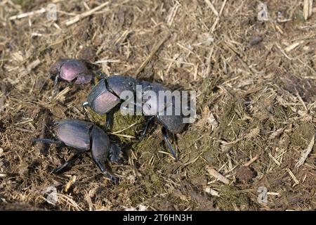 Dung beetle or scarab beetle pushing feces round ball, Kwazulu Natal ...