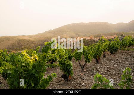 Priorat wine region during spring in Tarragona Spain Stock Photo - Alamy