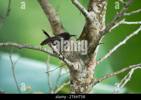 Seychelles sunbird, colibri, Humming bird on Indian laurel tree branch ...