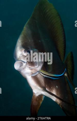 Close up image of bluestreak cleaner wrasse (Labroides dimidiatus ...
