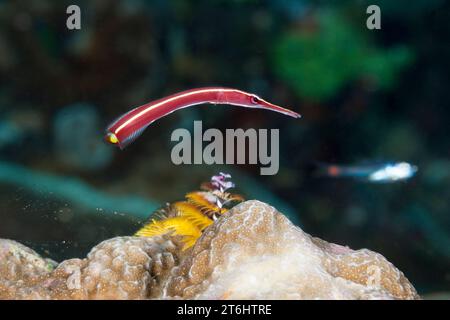 Red Pipefish, Duncerocampus sp., Raja Ampat, West Papua, Indonesia ...