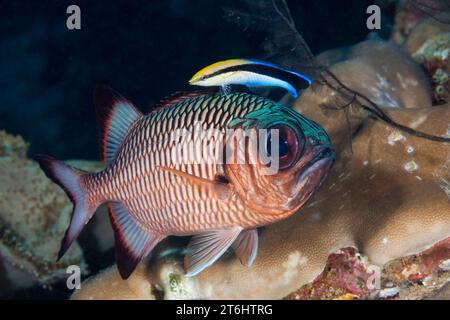 Cleanerwrasse cleans Soldierfish, Labroides dimidiatus, Raja Ampat ...