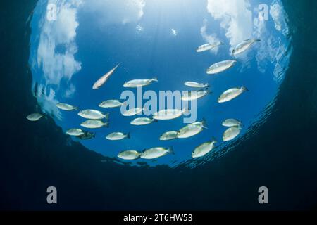 School of Lined Rabbitfish, Siganus lineatus, Sawanderek Jetty dive ...