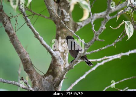 Seychelles sunbird, colibri, Humming bird on Indian laurel tree branch ...