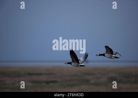 Two barnacle geese flying over terrain near Longyearbyen, Svalbard ...