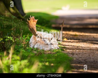 Fellow Deer Buck Sitting Down Stock Photo - Alamy