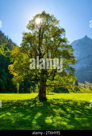 Nature reserve big maple ground, sycamore maple trees, Acer ...