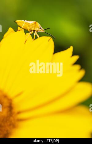 stink bug (Gonocerus akuteangulatus) on a flower in the garden Stock ...