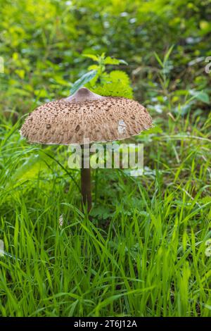 Shaggy Parasol Mushroom in a Meadow, Chlorophyllum rhacodes Stock Photo ...