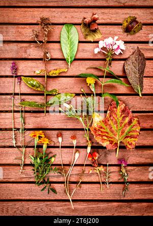 Autumn leaves on table Stock Photo - Alamy
