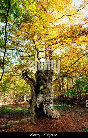 Old hute beech in autumn, Kellerwald, Hutewald Halloh near ...