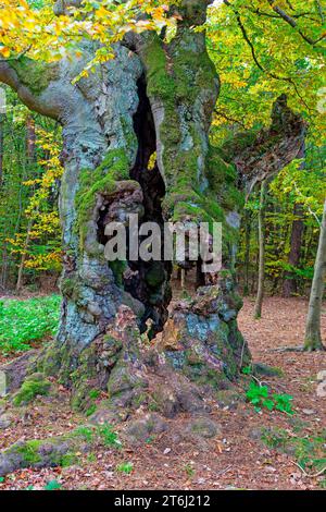 Old hute beech in autumn, Kellerwald, Hutewald Halloh near ...