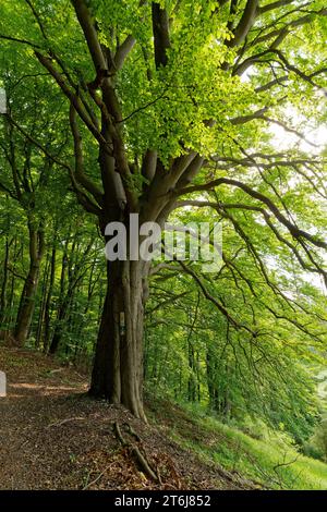 The Iben Garden at Neuenberg with one of the largest yew forests in ...