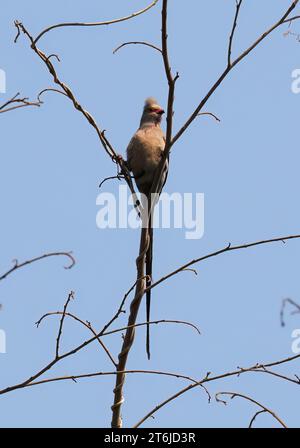 Red-faced mousebird, Rotzügel-Mausvogel, Coliou quiriva, Urocolius ...