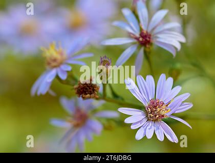 smooth blue aster (Symphyotrichum laeve Stock Photo - Alamy