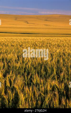 Wheatfield in Horse Heaven Hills, Benton County, Washington Stock Photo ...