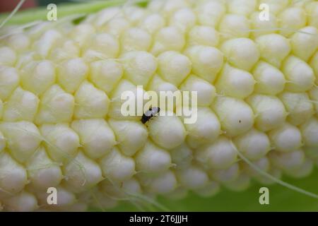 Four-spotted Sap Beetle (Glischrochilus quadrisignatus Stock Photo - Alamy