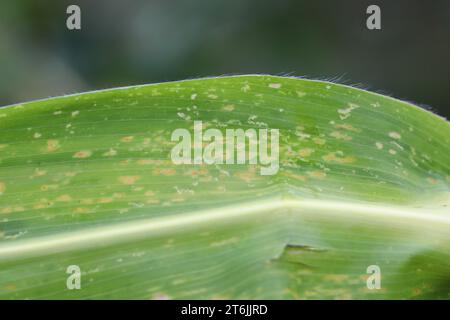 Orange corn rust fungus on leaf of cornstalk. Fungus control, plant ...