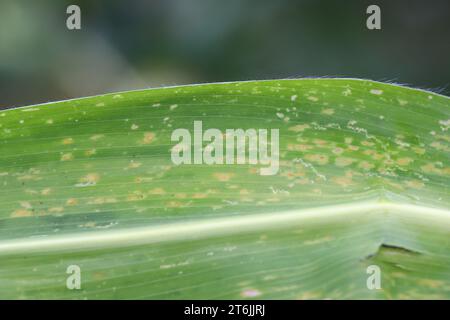 Orange corn rust fungus on leaf of cornstalk. Fungus control, plant ...