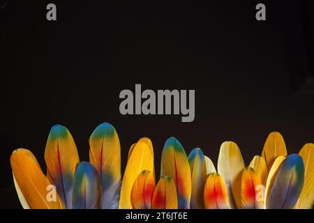 Macaw molting feathers. Isolated on black. The beauty of Nature Stock ...