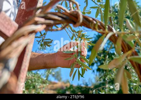 Hand picking olives on the tree in November Stock Photo - Alamy