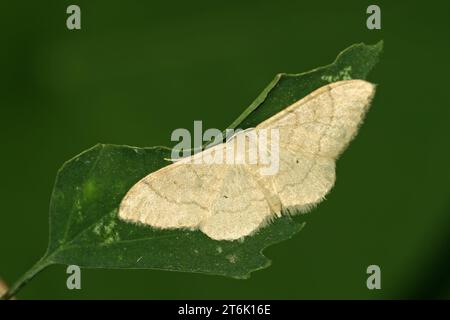 a kind of moths insects Stock Photo - Alamy
