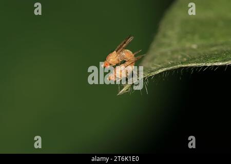 a kind of diptera insects Stock Photo - Alamy