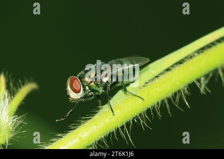 a kind of insects red headed fly Stock Photo - Alamy
