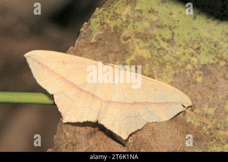 a kind of insects named purple article geometridae Stock Photo - Alamy