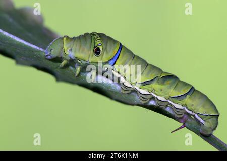 a kind of insects larvae named papilionidae Stock Photo - Alamy