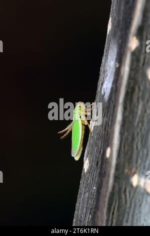 a kind of homoptera insects Stock Photo - Alamy