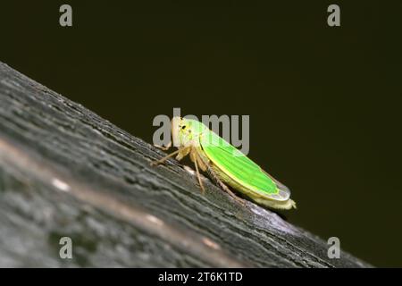 a kind of homoptera insects Stock Photo - Alamy