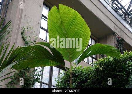 The wide and large green leaves of Seychelles Stilt Palm tree Stock ...