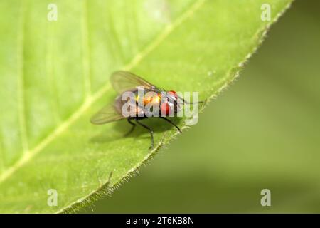 a kind of insects named red-headed flies on a green leaf, in the ...