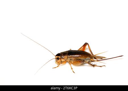 a kind of insects named crickets on a white background Stock Photo - Alamy