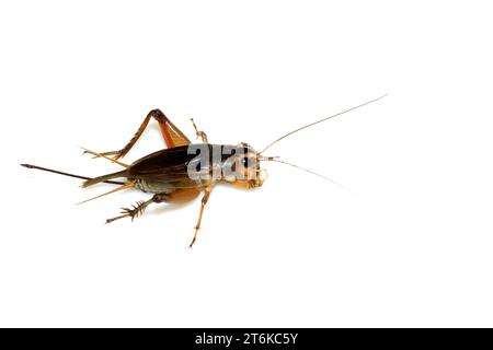 a kind of insects named crickets on a white background Stock Photo - Alamy